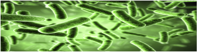 Gutsy microbes that are your friends!* – Sunnyvale Homeopathy